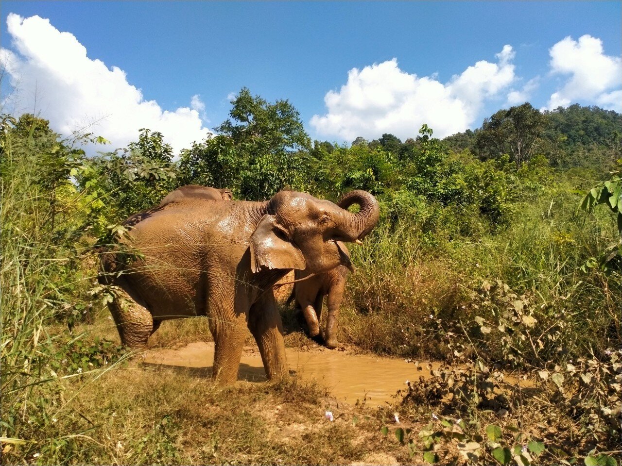 Image Gallery OF Elephant Freedom Project - Elephant Freedom Project ...