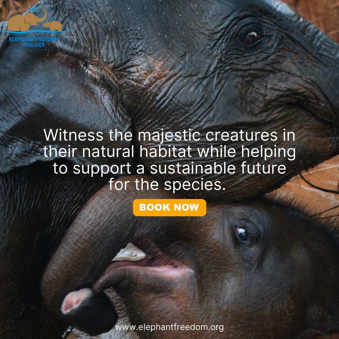 Distinct Personalities Of Elephants - Elephant Freedom Project Chiang ...