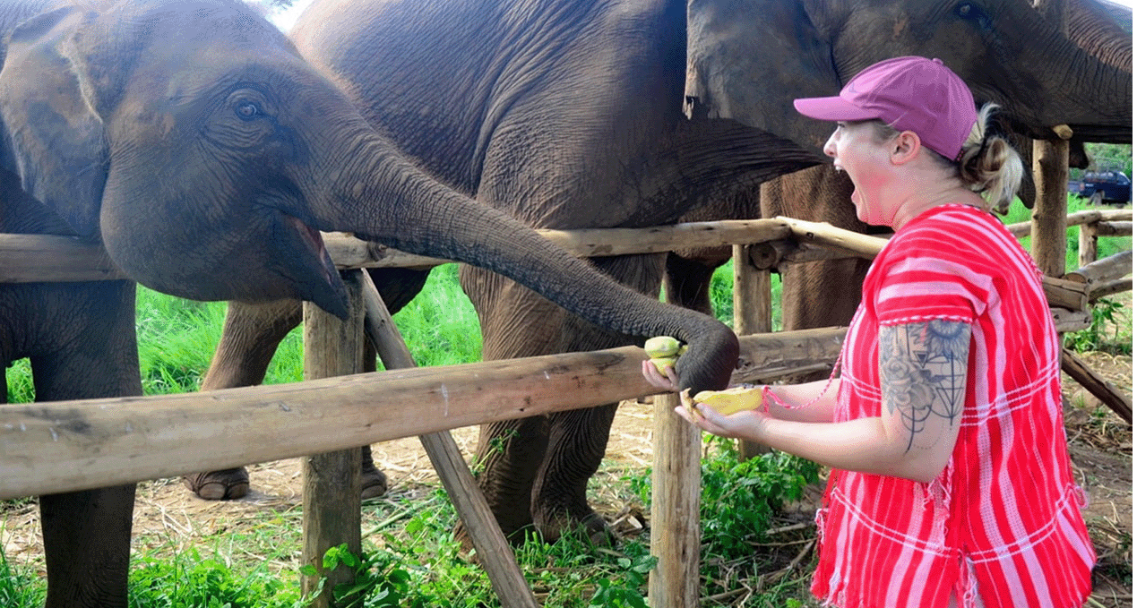 EFP Four Tour Summary - Elephant Freedom Project Chiang Mai Thailand