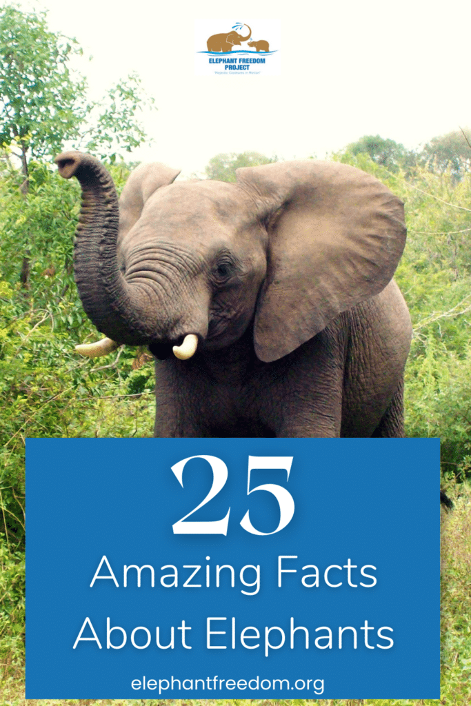 25 faits étonnants sur les éléphants - Elephant Freedom Project Chiang ...
