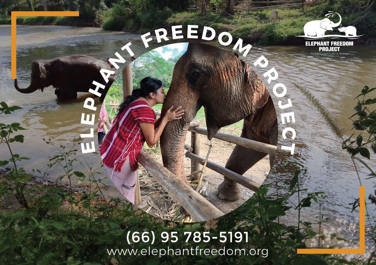 Elephant Sanctuary In Thailand - Elephant Freedom Project Chiang Mai ...