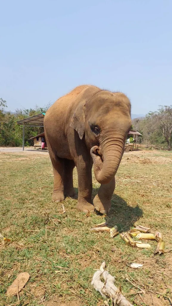 Leden van de Donor Wall - Elephant Freedom Project Chiang Mai Thailand